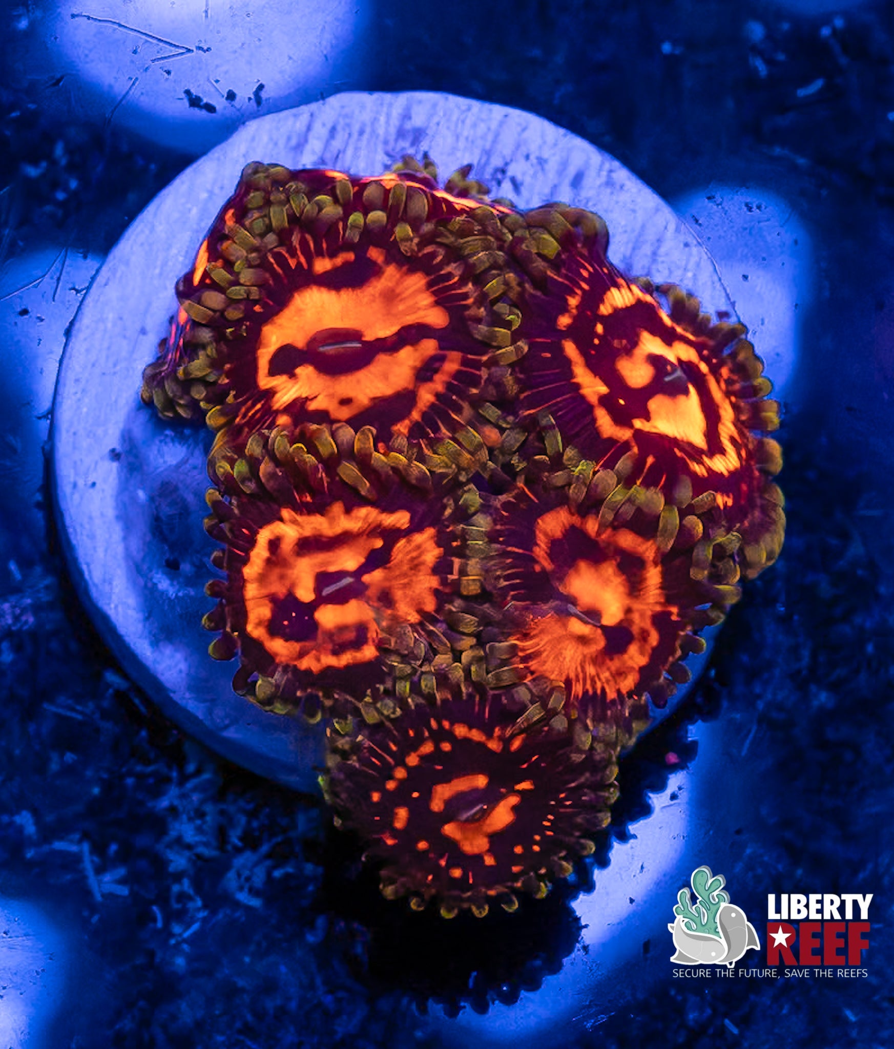 Reverse Hallucination Zoas